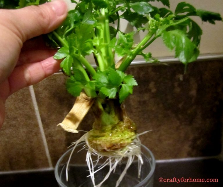 Planting Celery From Grocery Produce | Crafty For Home