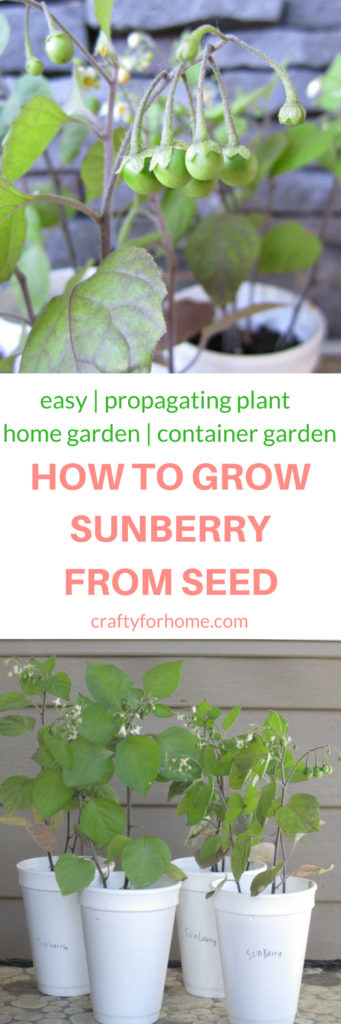 How To Grow Sunberry From seed | Crafty For Home
