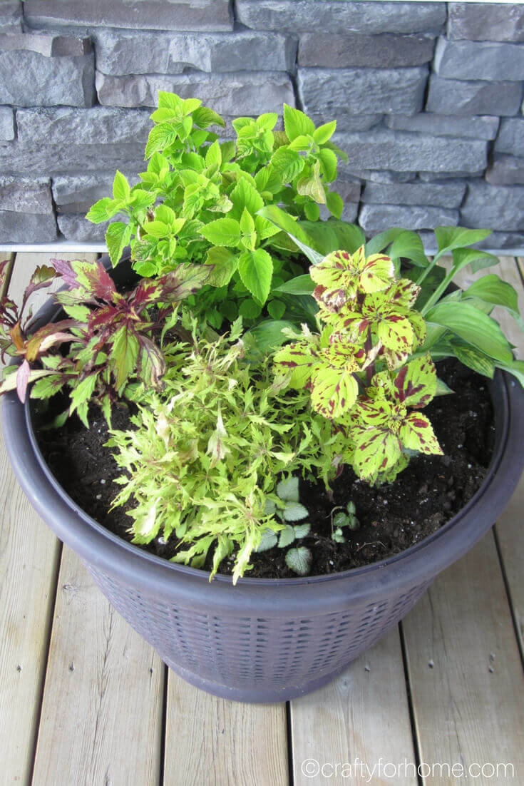 Planting Coleus In A Container | Crafty For Home