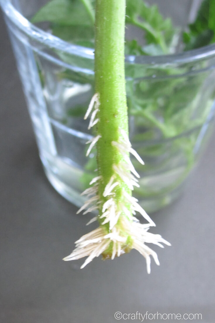 How To Root Tomato Plants From Cuttings | Crafty For Home