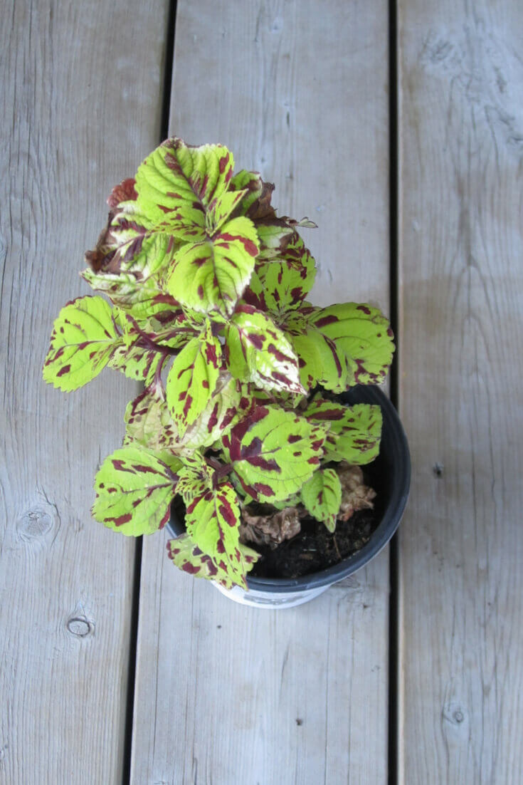 Planting Coleus In A Container | Crafty For Home