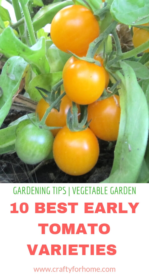 Best Early Tomato Varieties | Crafty For Home