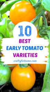 Best Early Tomato Varieties | Crafty For Home