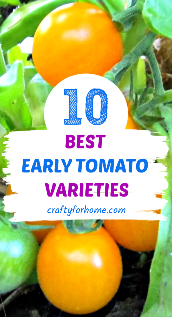 Best Early Tomato Varieties | Crafty For Home