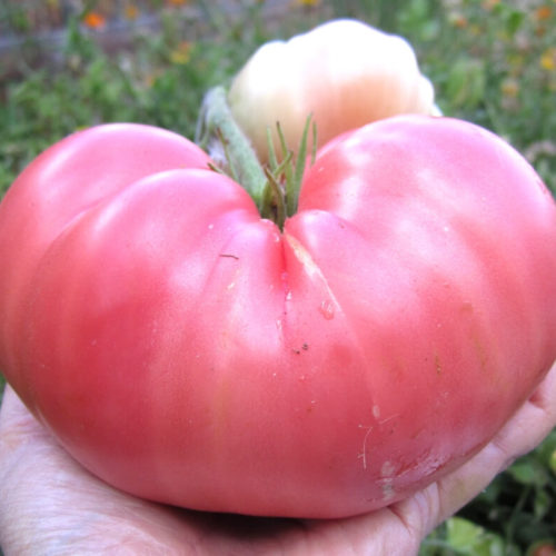Best Early Tomato Varieties | Crafty For Home