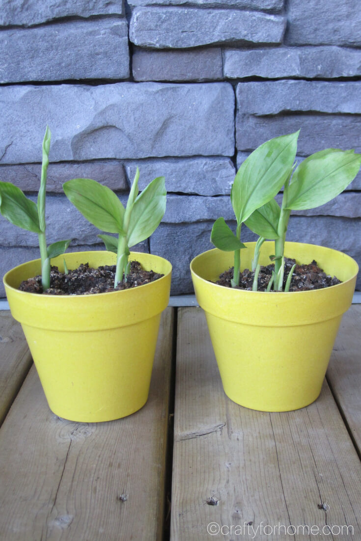 How To Grow Turmeric In A Pot | Crafty For Home