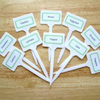 13 Easy To Grow Perennial Flower From Seed | Crafty For Home