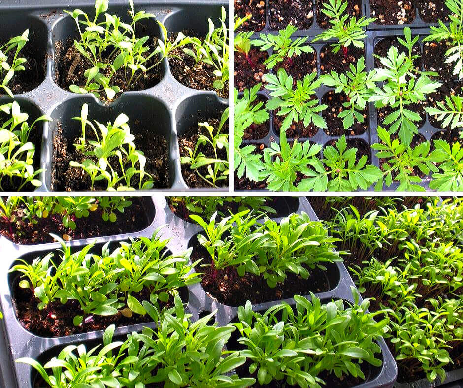 Things You Need For Seed Starting Indoors | Crafty For Home