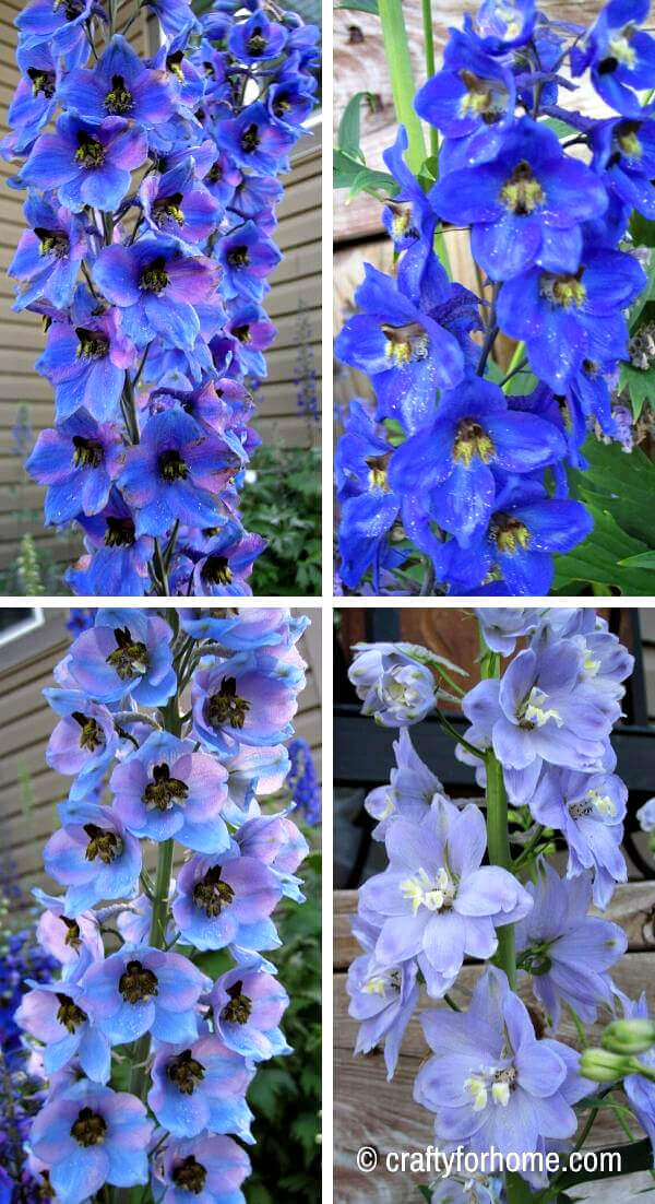 Why You Should Grow Delphinium | Crafty For Home