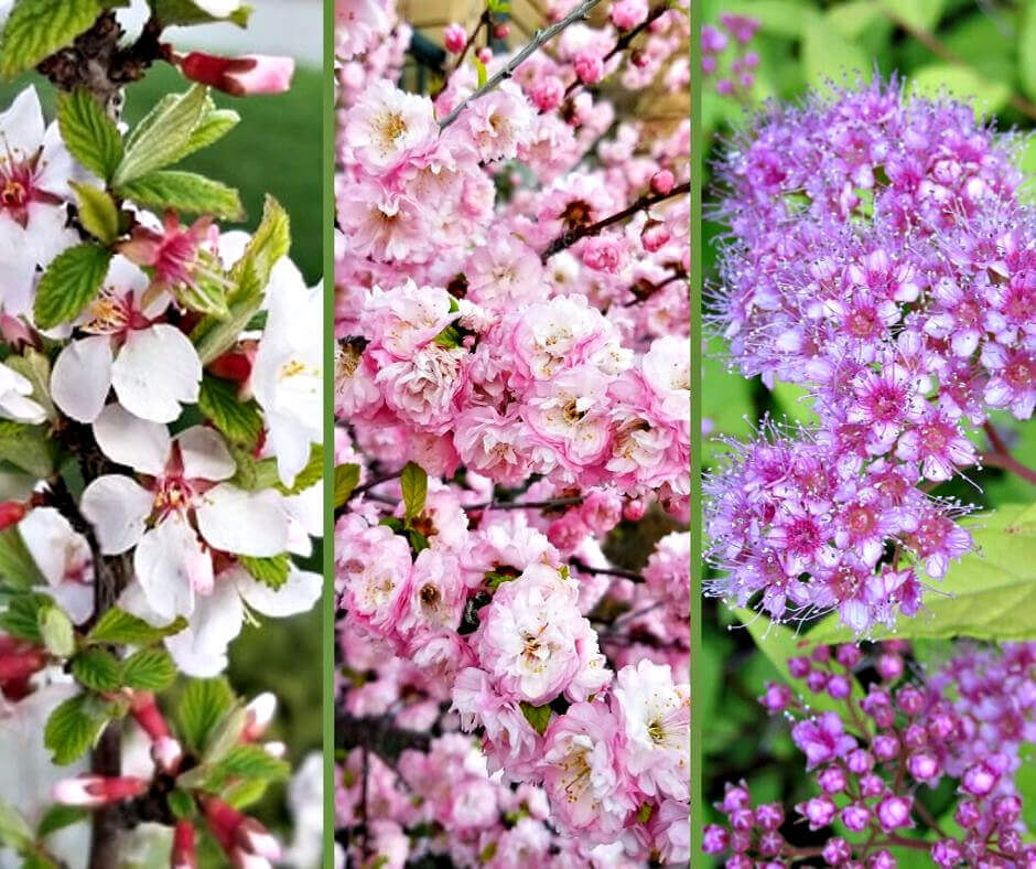 Short Flowering Shrubs For Small Yard | Crafty For Home