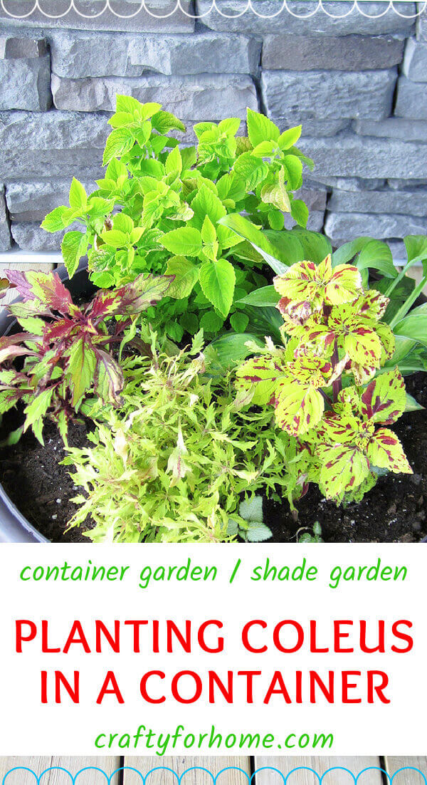 Planting Coleus In A Container | Crafty For Home