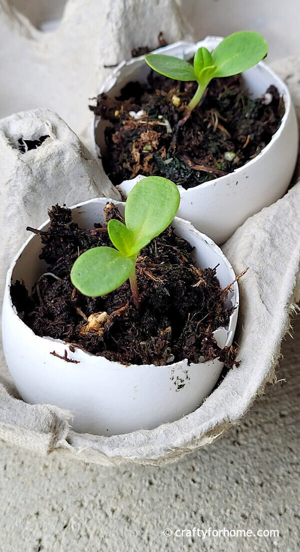 Tips For Using Eggshells In The Garden | Crafty For Home