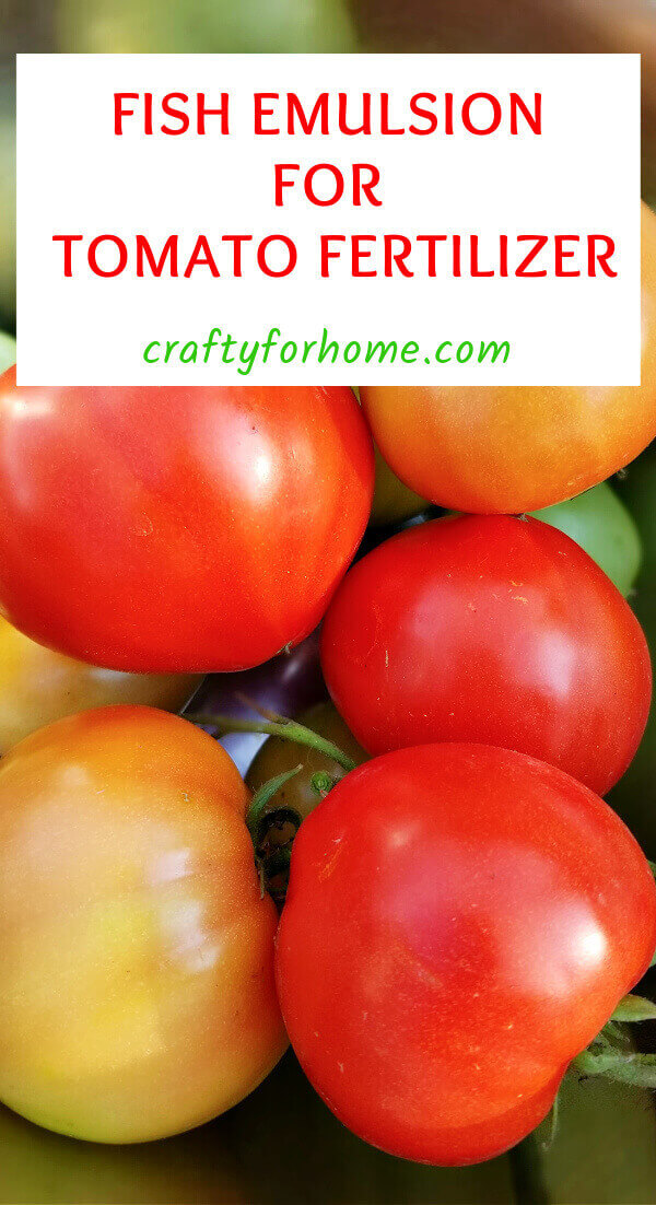 Fish Emulsion For Tomato Fertilizer | Crafty For Home