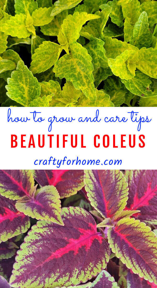 Planting Coleus And Growing Tips | Crafty For Home