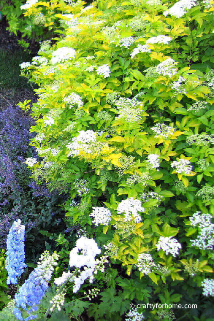 Chartreuse Foliage Plants To Brighten Up The Garden | Crafty For Home