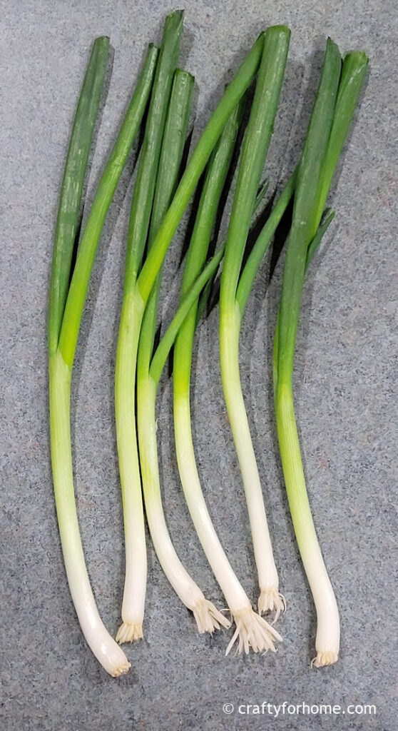 Regrow Green Onion In Water | Crafty For Home