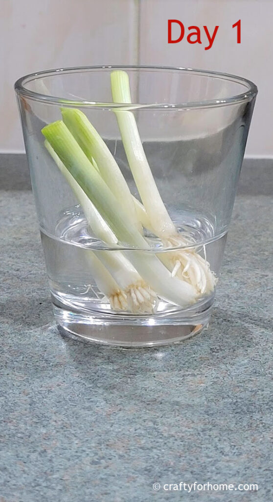 Regrow Green Onion In Water | Crafty For Home