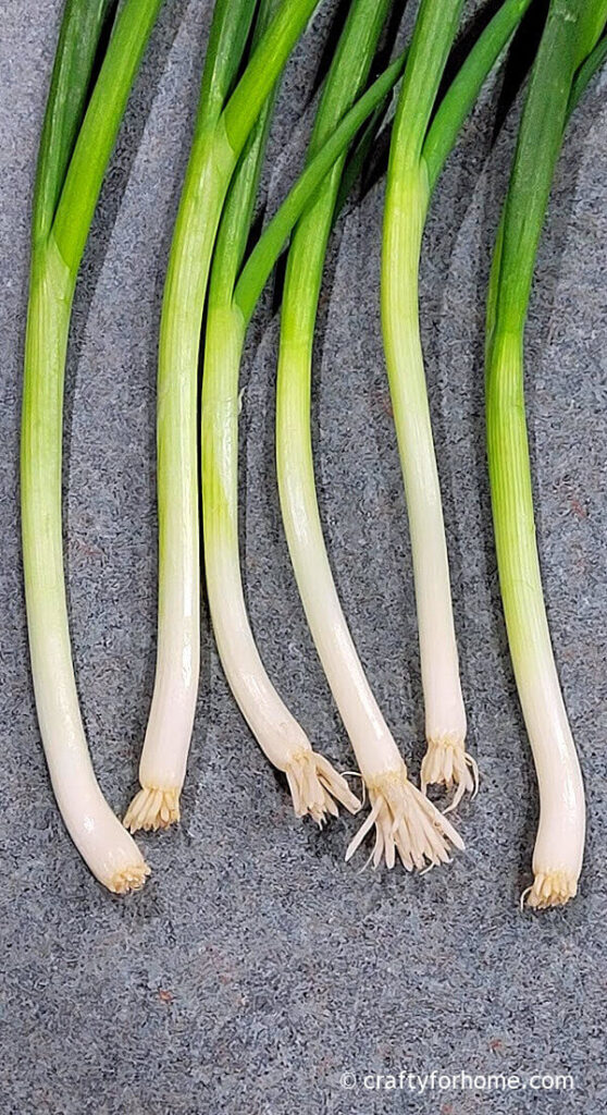 Growing Green Onion In Containers: Easy Kitchen Garden | Crafty For Home