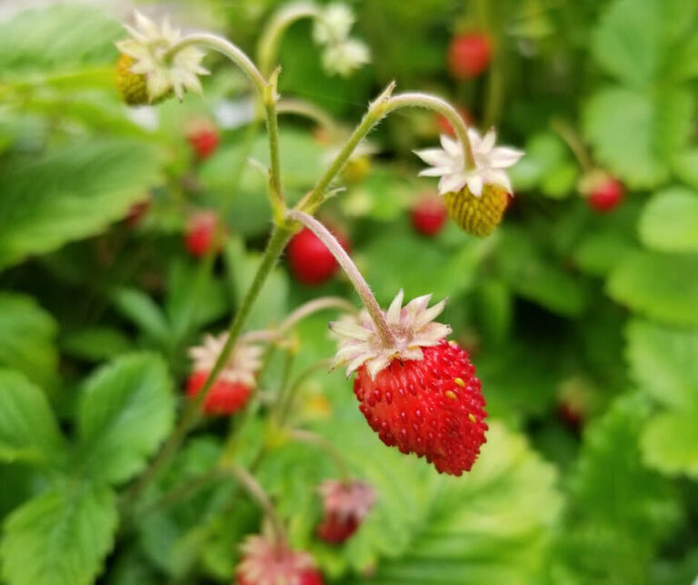 Growing Alpine Strawberries In Your Garden | Crafty For Home