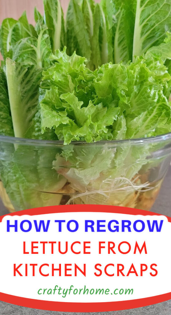 Regrow Lettuce From Scraps Cuttings | Crafty For Home