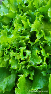 Regrow Lettuce From Scraps Cuttings | Crafty For Home