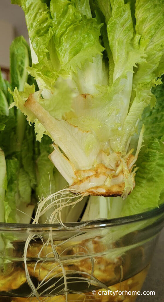 Regrow Lettuce From Scraps Cuttings | Crafty For Home