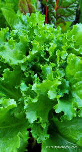 Regrow Lettuce From Scraps Cuttings | Crafty For Home